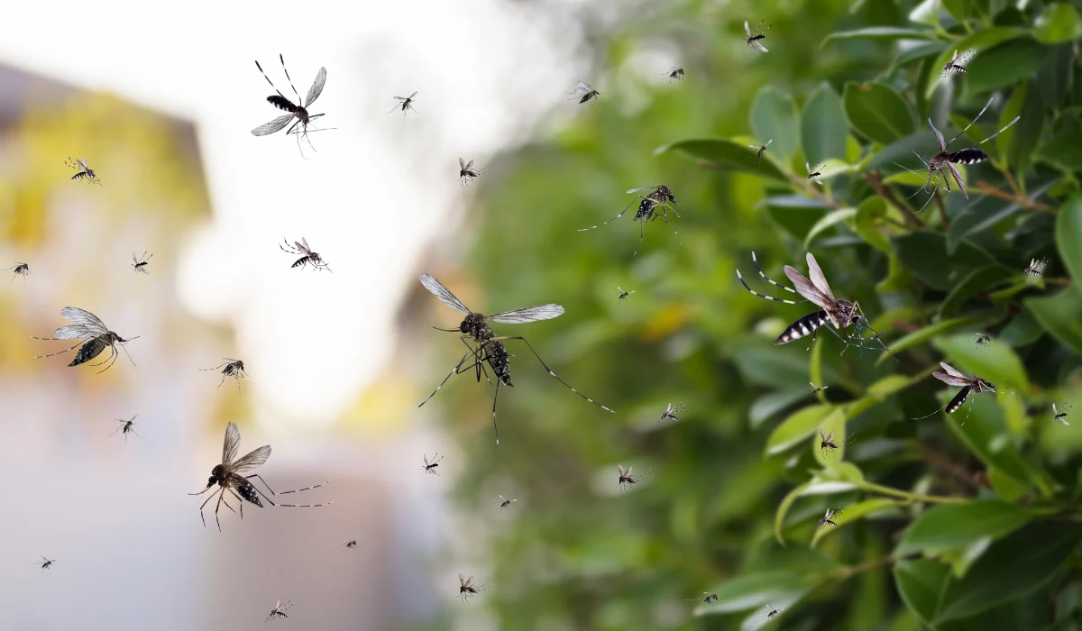 Natural Mosquito Repellents That Actually Help in Orlando Yards