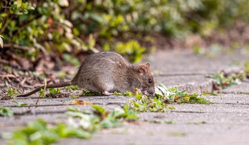 Rodents in New Smyrna Beach, Florida: 2026 Homeowner Guide